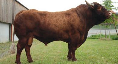 BARON - Progressive Genetics