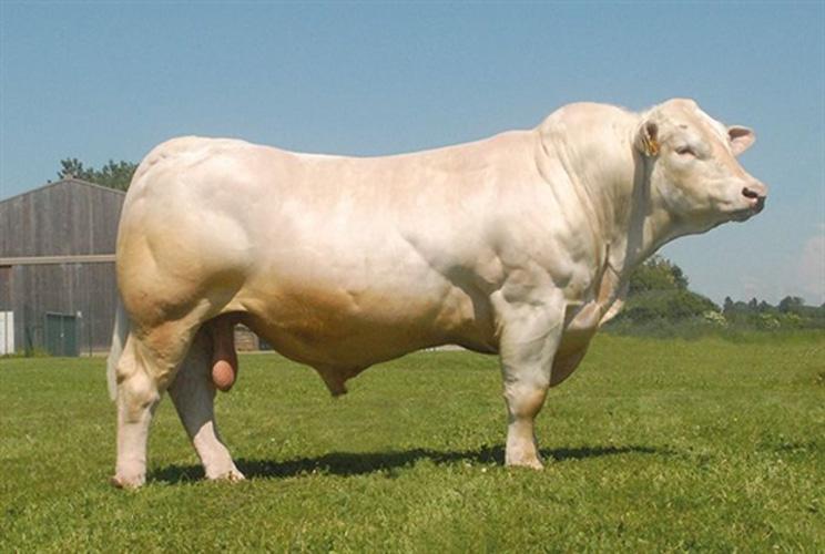 FIRST - Progressive Genetics