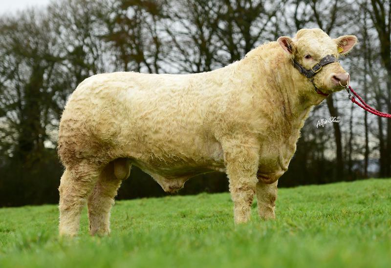 GOLDSTAR LUDWIG - Progressive Genetics