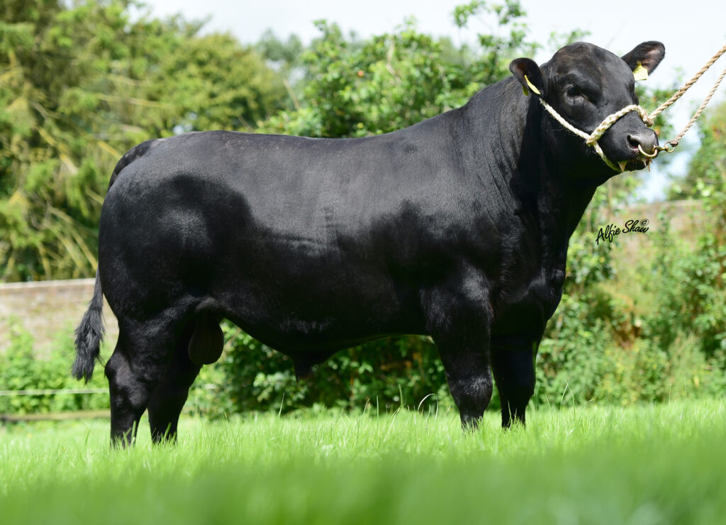 Aberdeen Angus Archives - Progressive Genetics