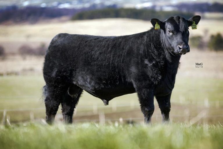 Aberdeen Angus Prestige Beef Sires | Progressive Genetics