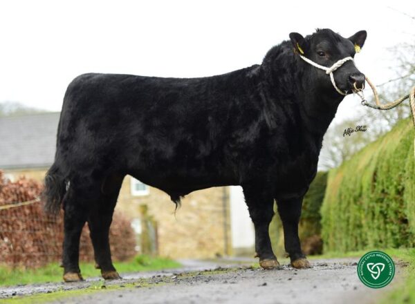 Aberdeen Angus Archives - Progressive Genetics