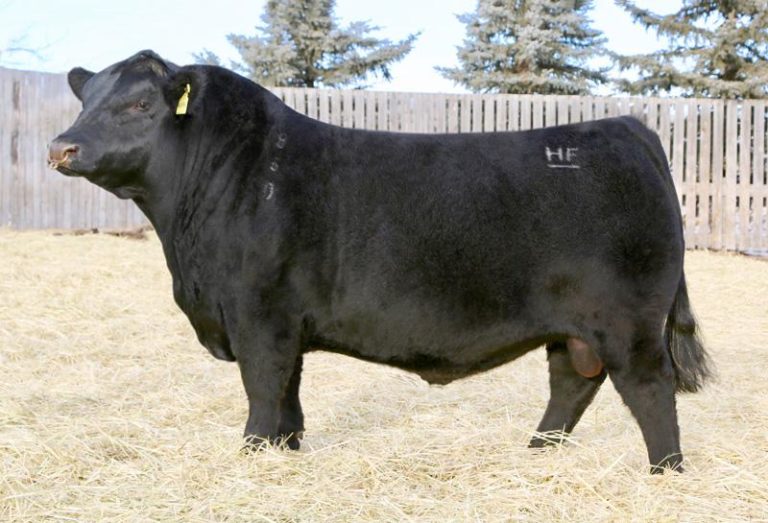 Aberdeen Angus Prestige Beef Sires | Progressive Genetics