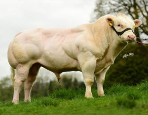 Beef Sires | Progressive Genetics