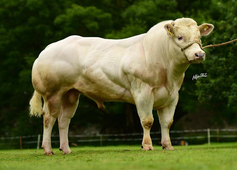 Belgian Blue Beef Sires | Progressive Genetics