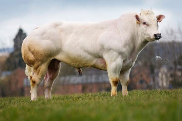 Belgian Blue Archives - Progressive Genetics