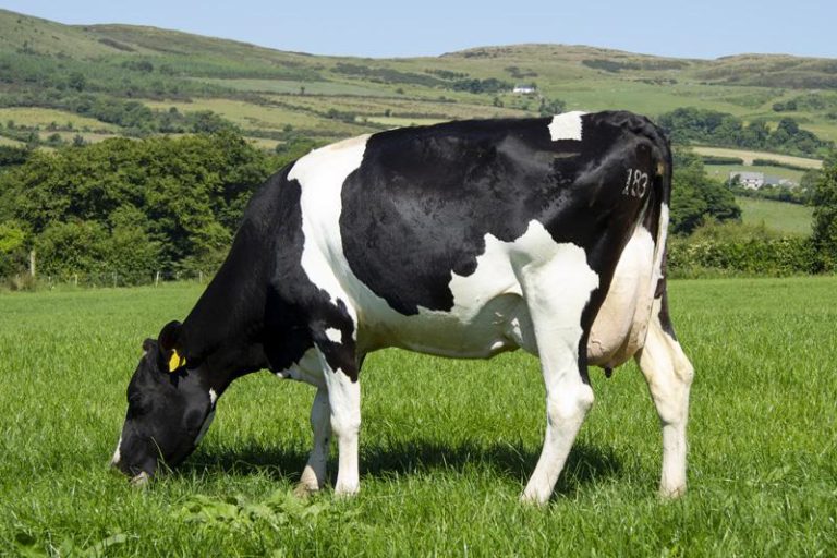 High EBI HOFR Archives - Progressive Genetics