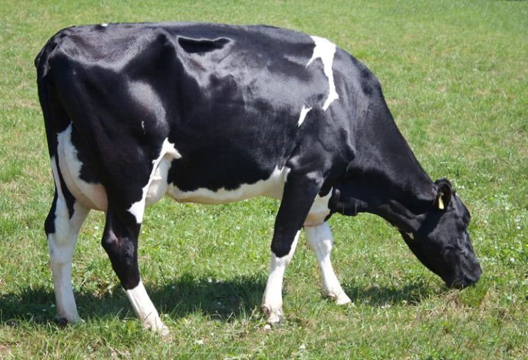 High EBI Hofr Archives - Progressive Genetics