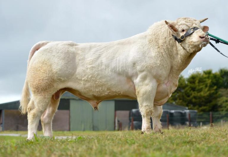 GUEPARD - Progressive Genetics