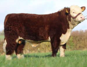Beef Sires | Progressive Genetics
