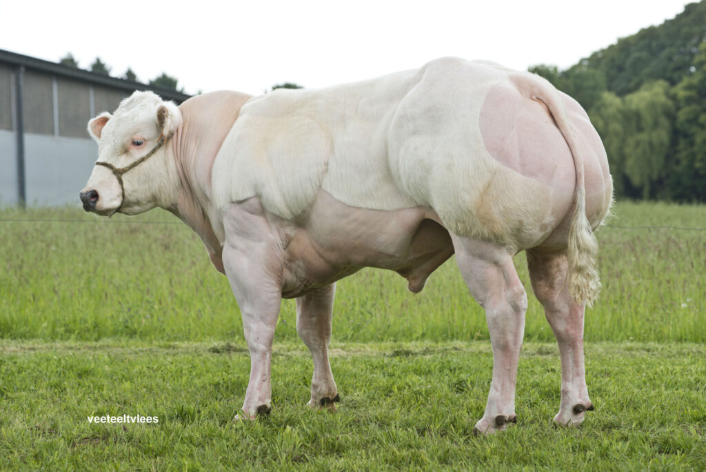 Belgian Blue Archives - Progressive Genetics