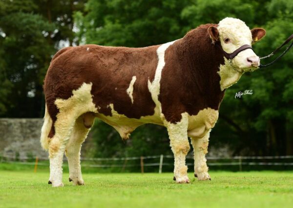 Simmental Archives - Progressive Genetics