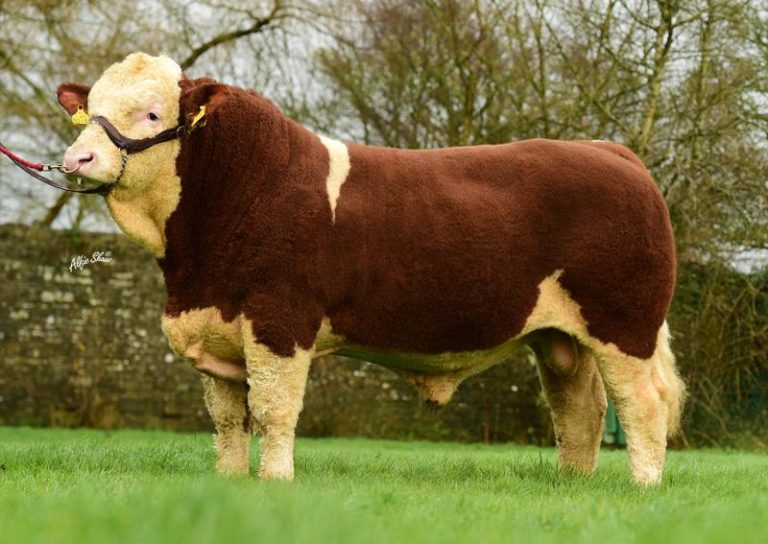 Simmental Archives - Progressive Genetics