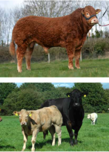 About Us | Progressive Genetics