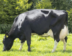 Dairy Sires | Progressive Genetics