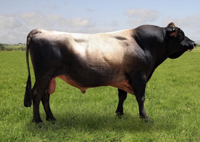 Progressive Genetics Crossbreeding offering 2021 - Progressive Genetics