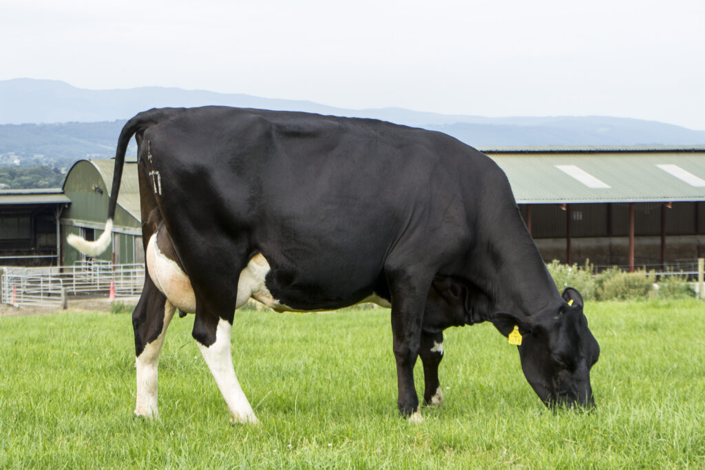 (IG)GLOSS JONO - Progressive Genetics