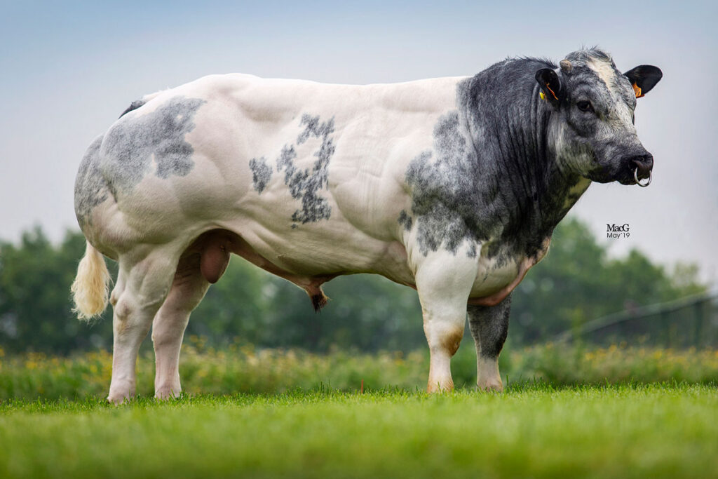 Belgian Blue Archives - Progressive Genetics