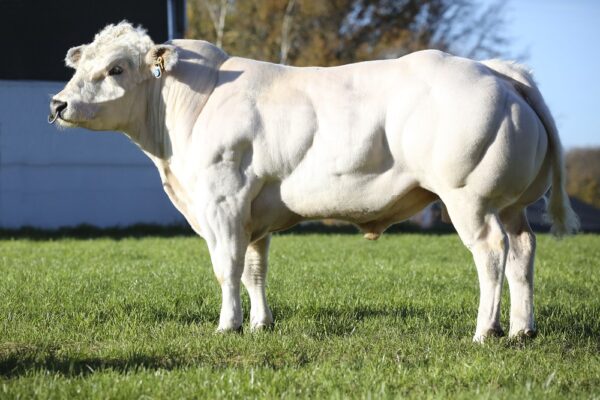 Belgian Blue Archives - Progressive Genetics