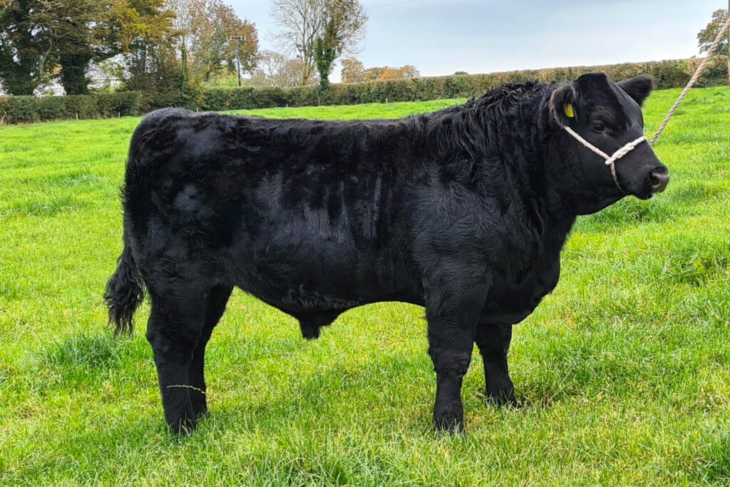 Aberdeen Angus Archives - Progressive Genetics