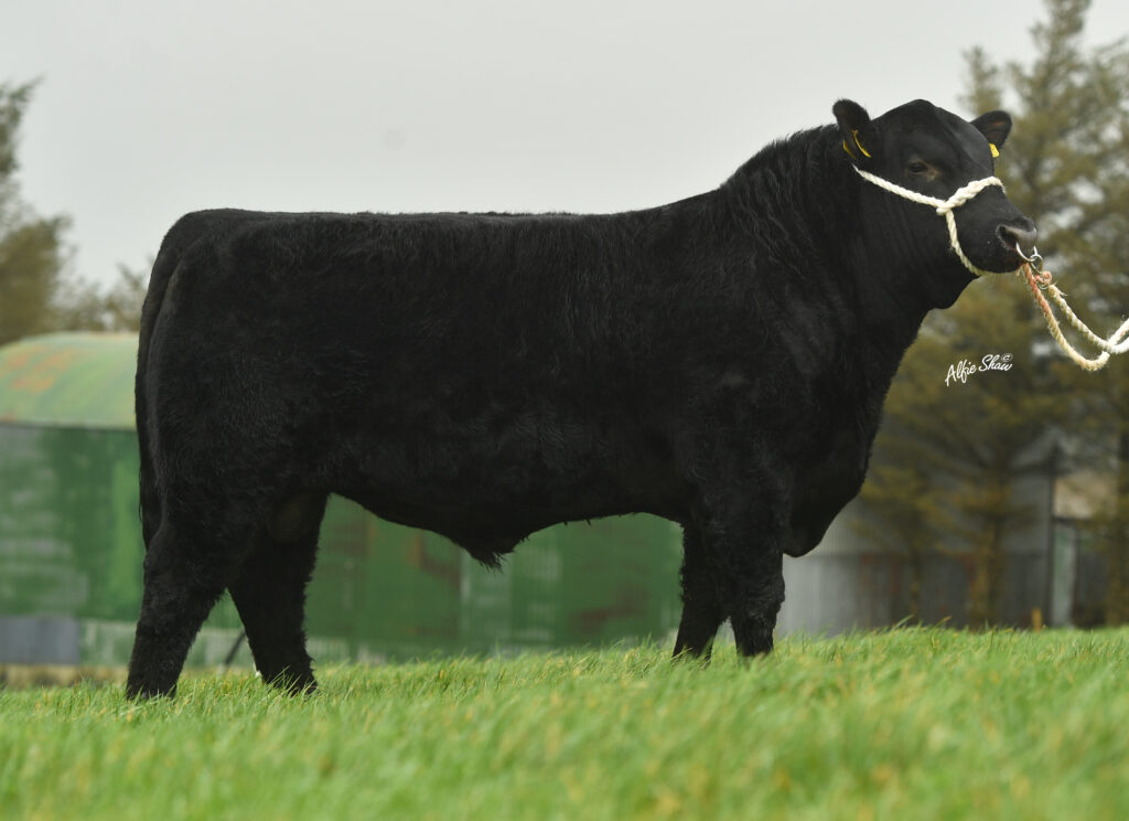 Aberdeen Angus Archives - Progressive Genetics