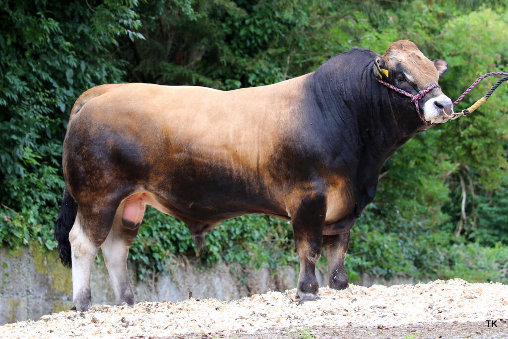Fresh Semen Program 2022 - Progressive Genetics