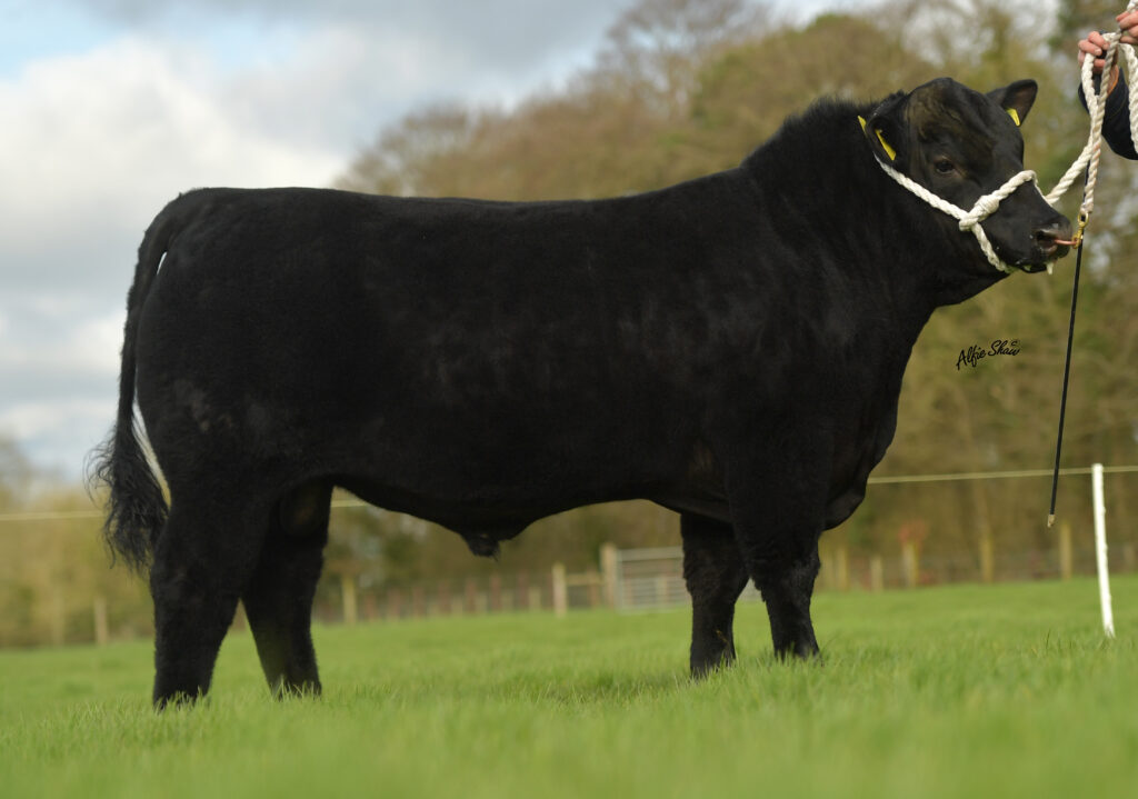 Aberdeen Angus Archives - Progressive Genetics