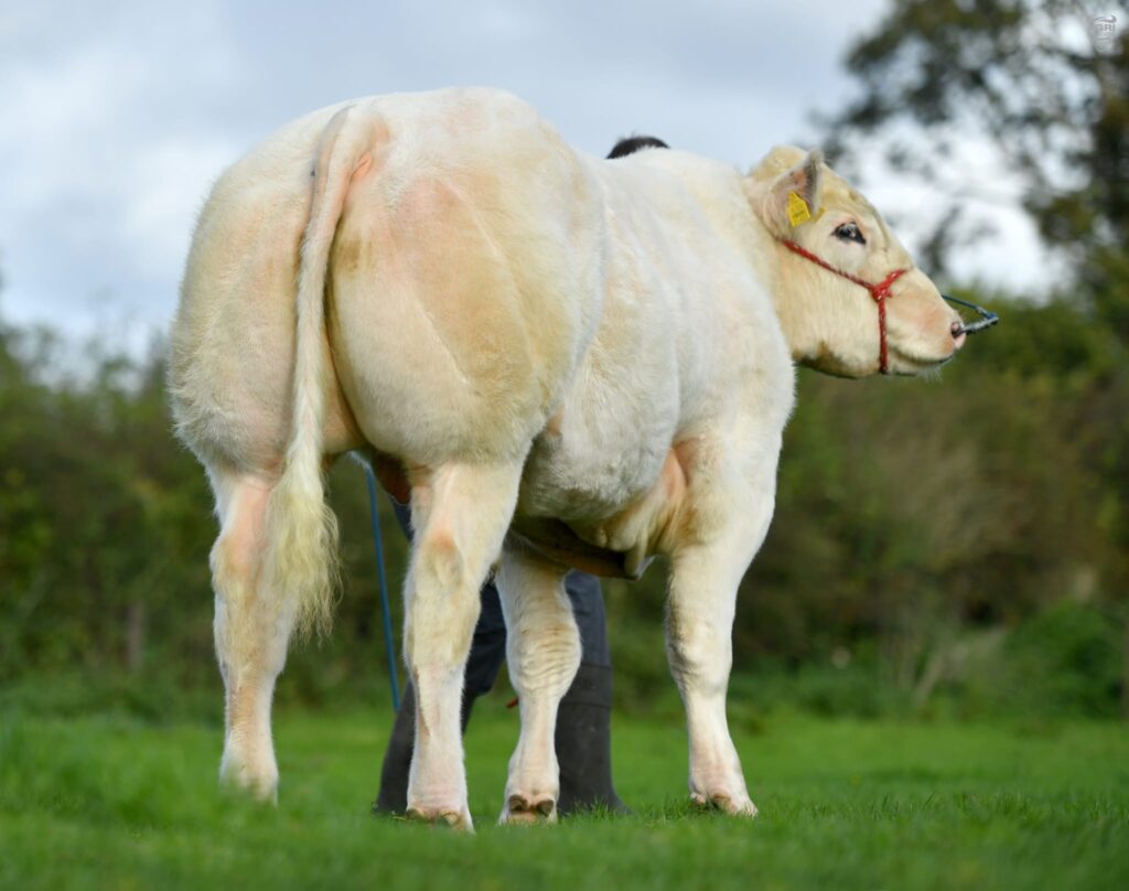 Belgian Blue Archives - Progressive Genetics
