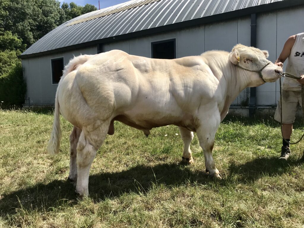 Belgian Blue Archives - Progressive Genetics