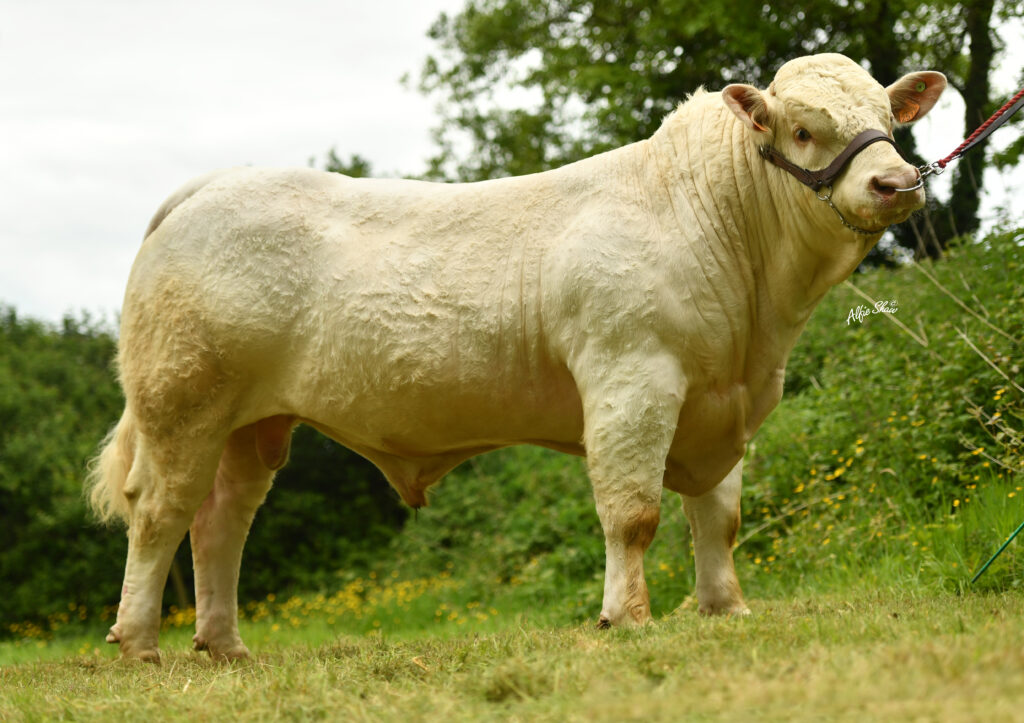 SULTAN - Progressive Genetics