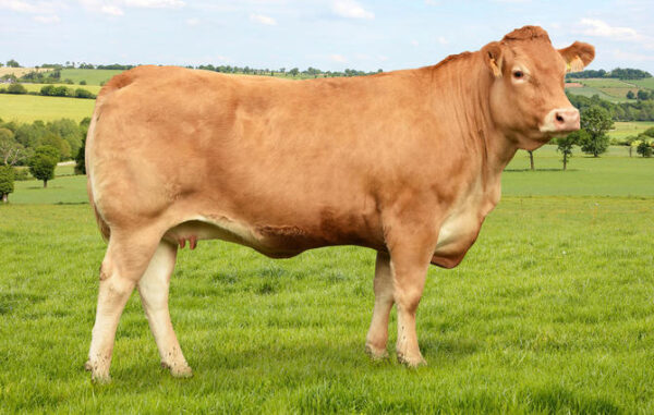 Jaurel - Progressive Genetics