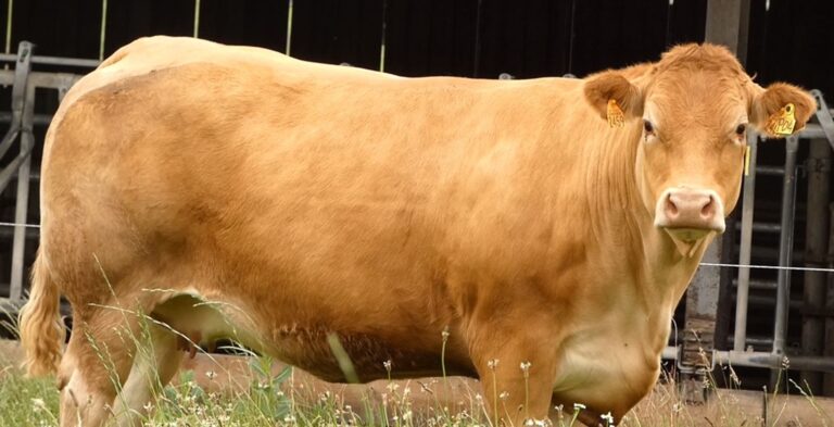 Magister - Progressive Genetics
