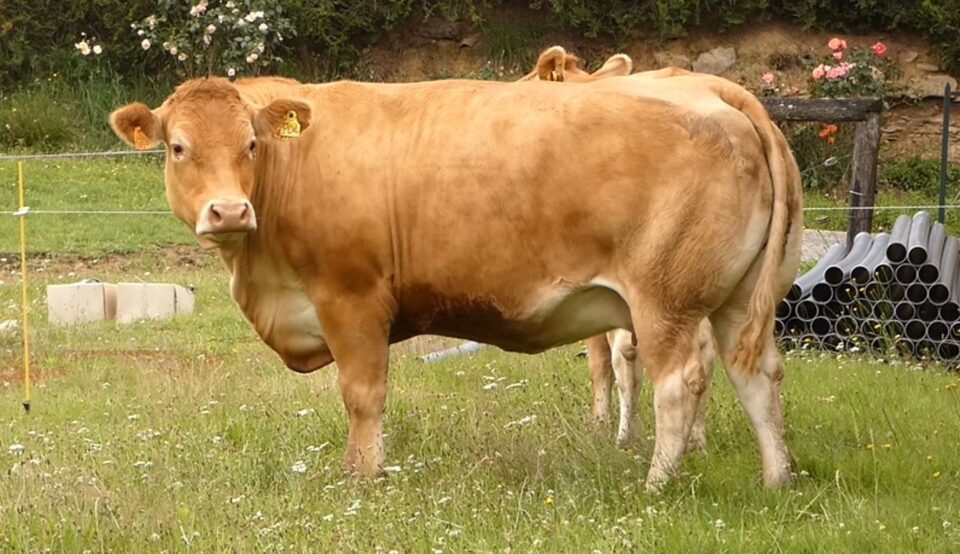 Jaurel - Progressive Genetics