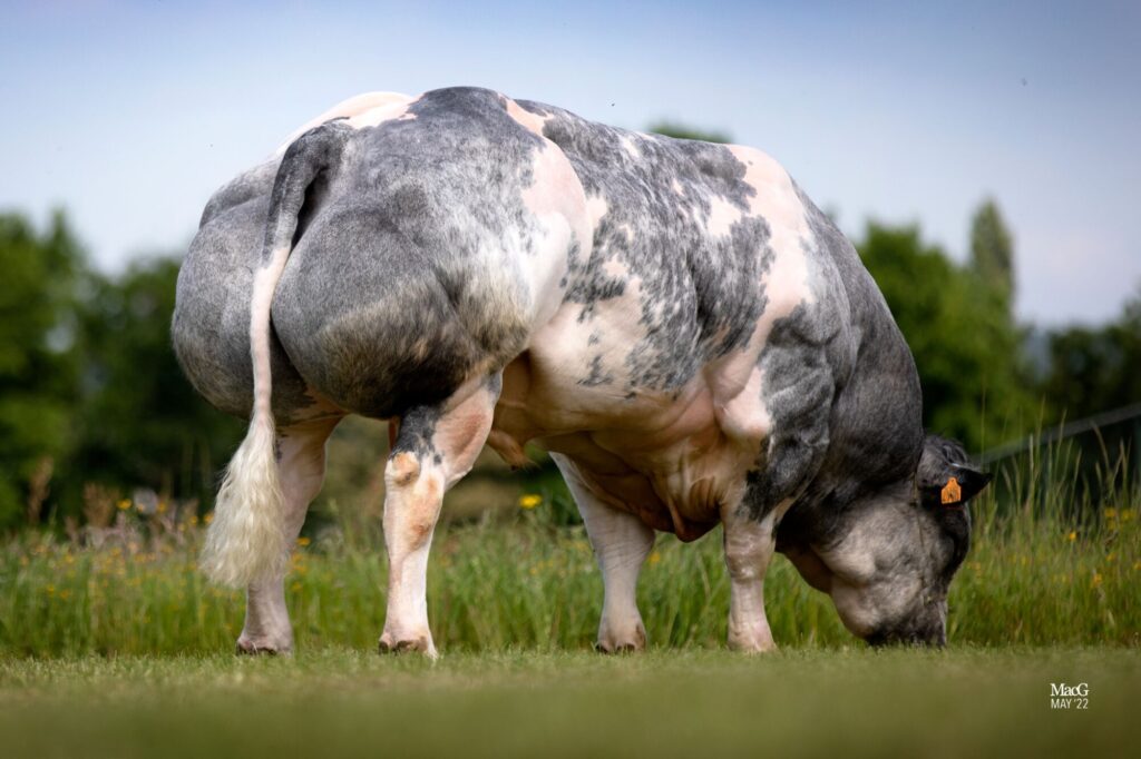 CACHEMIRE DE DESSOUS LA VILLE - Progressive Genetics