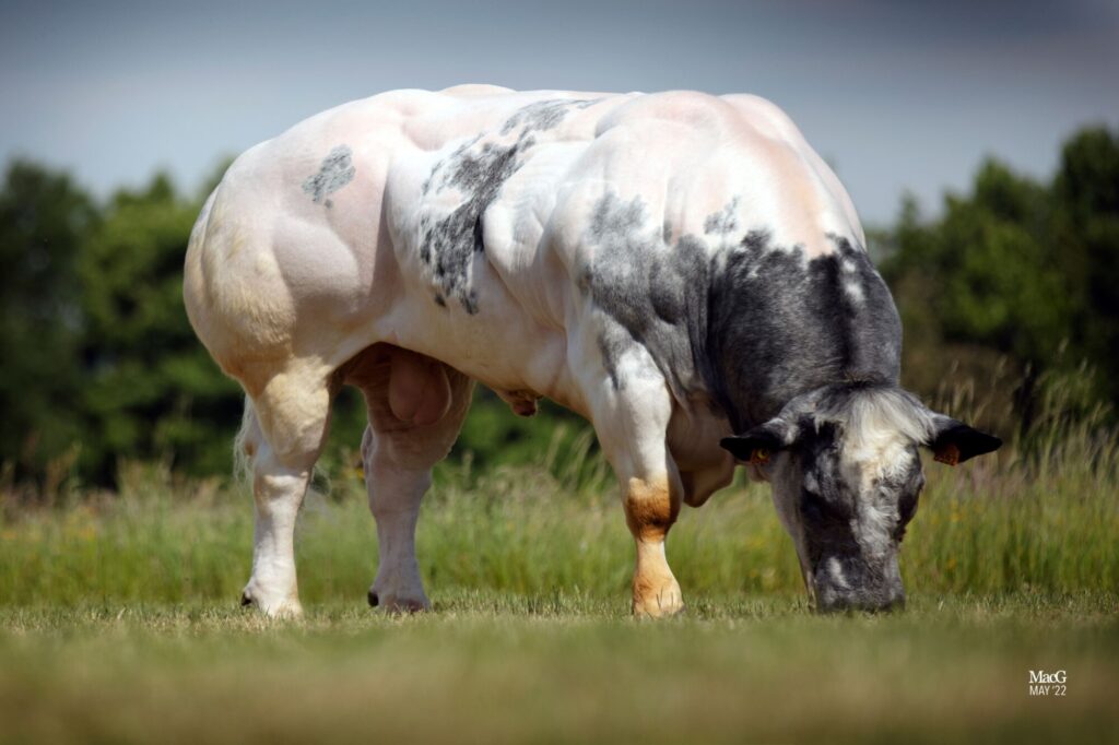 Belgian Blue Archives - Progressive Genetics