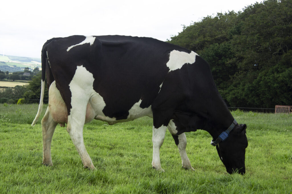 (IG) BALLINTOSIG RING O - Progressive Genetics