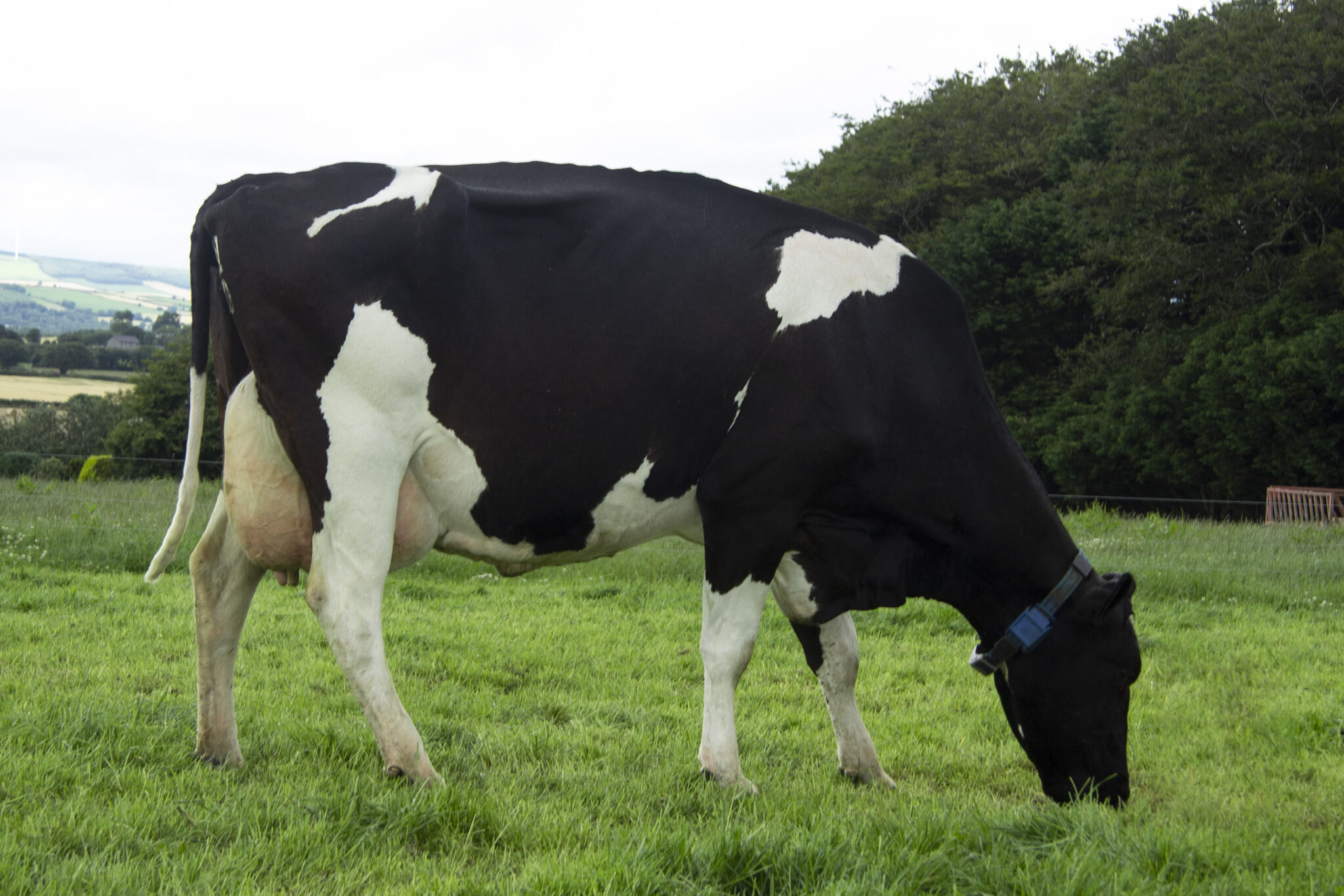 High EBI HOFR Archives - Progressive Genetics