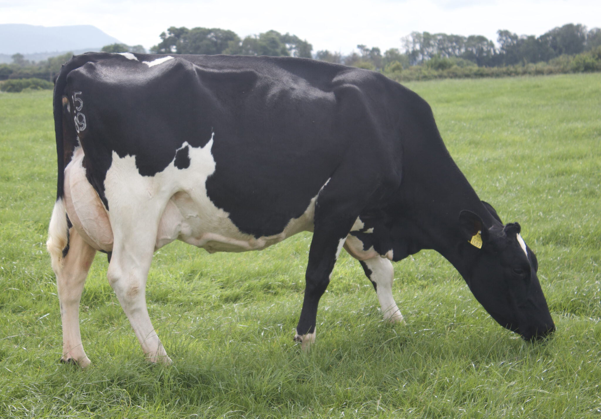 (IG)OLCASTLETOWN CAPTAIN SRM - Progressive Genetics