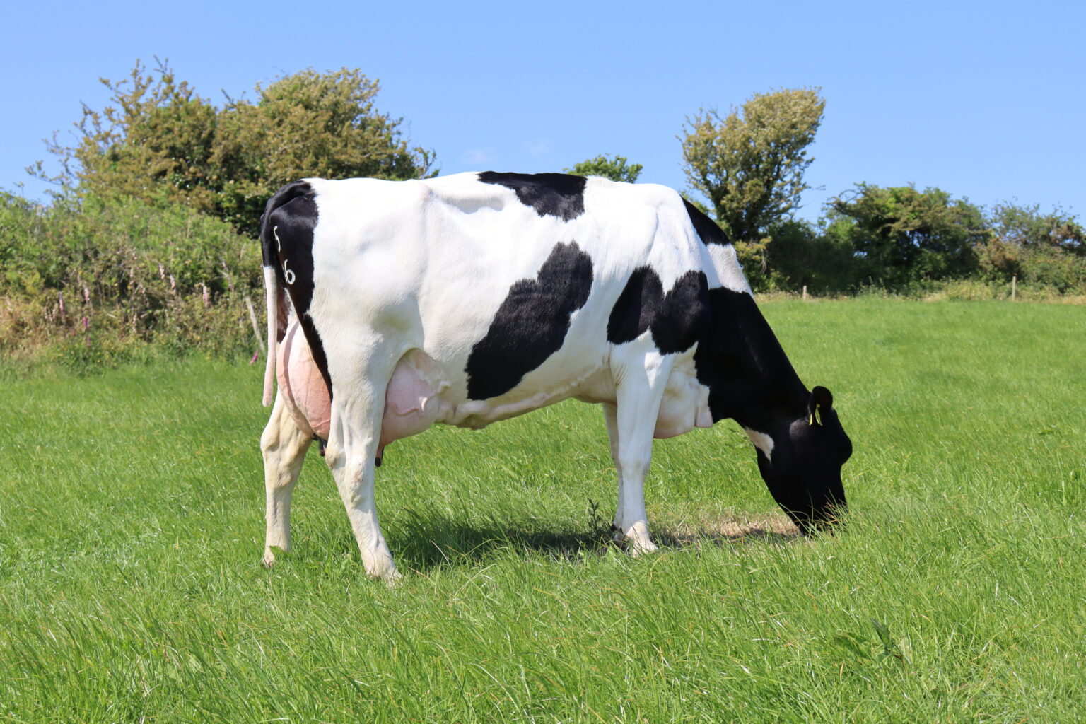 (IG) DERRYDUFF MONET SRM - Progressive Genetics