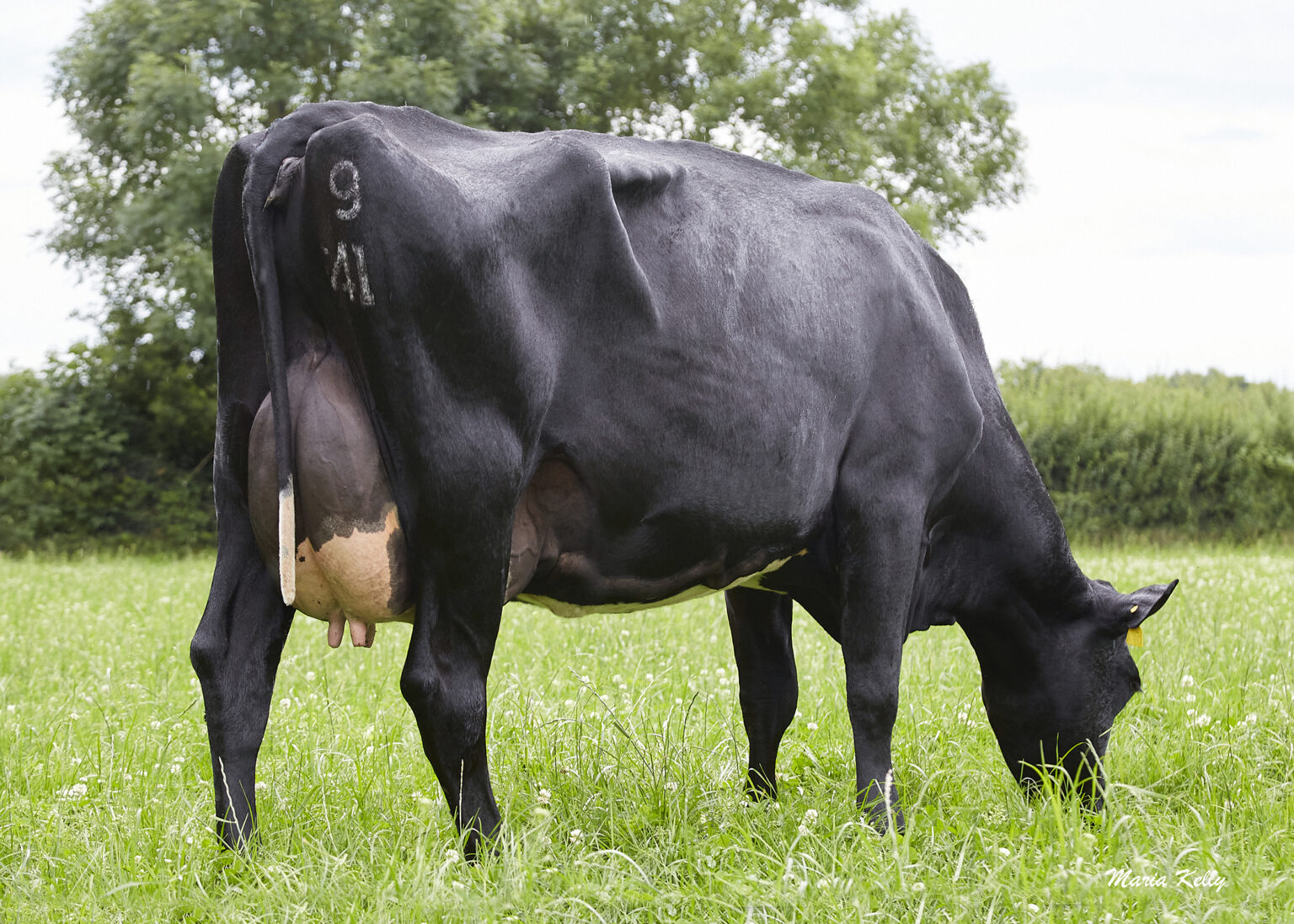 IG SABGENETICS SERENGETI - Progressive Genetics