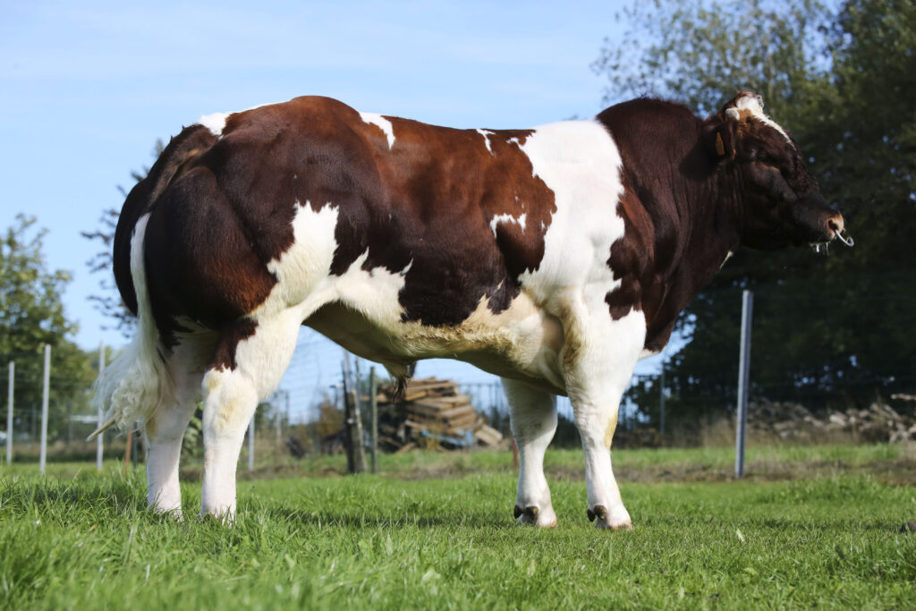 BBG Hong Wang - Progressive Genetics