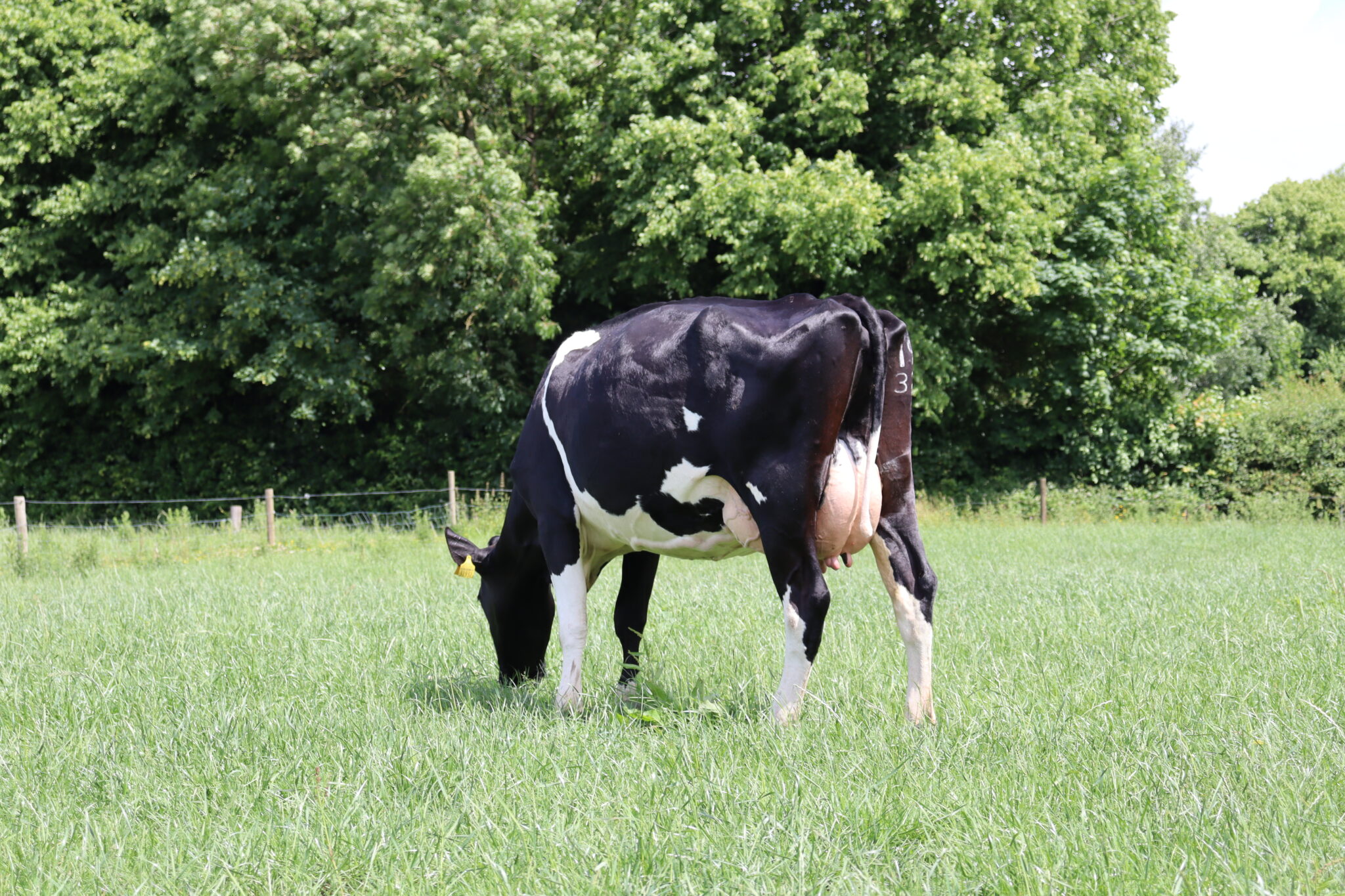 (IG) Rathard Resilient SRM - Progressive Genetics