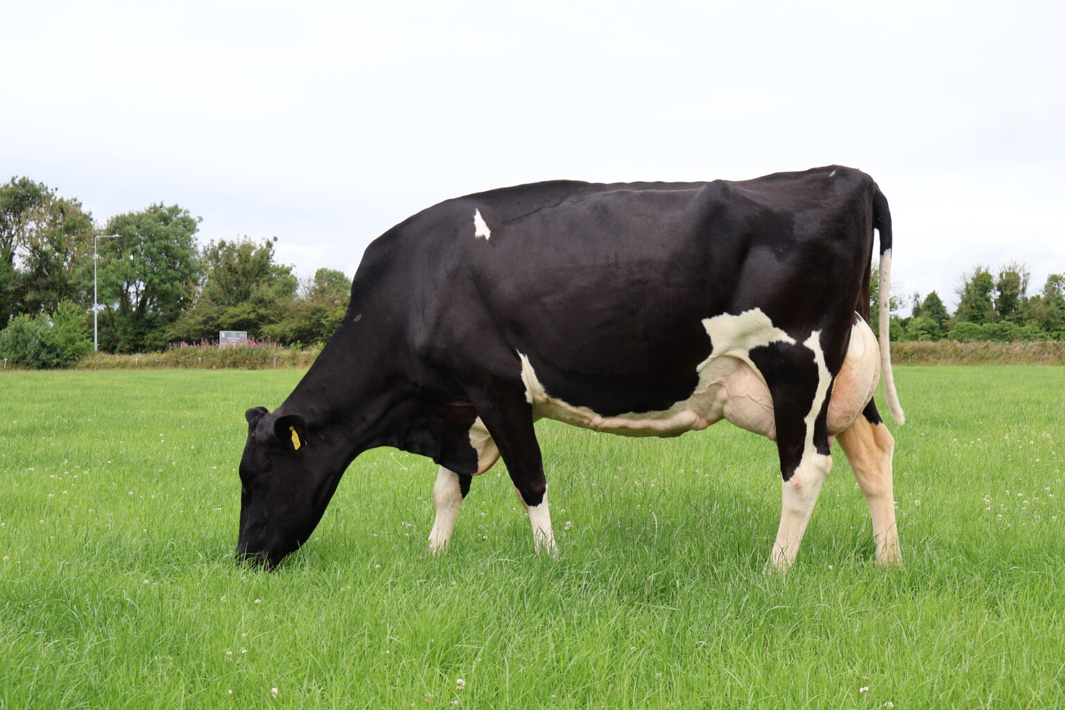 (IG) DANCER - Progressive Genetics