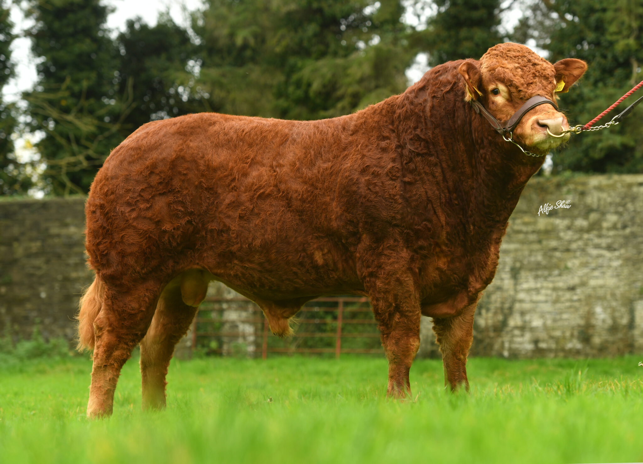 Shannon Stan - Progressive Genetics