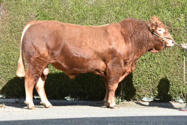 Limousin Archives - Progressive Genetics