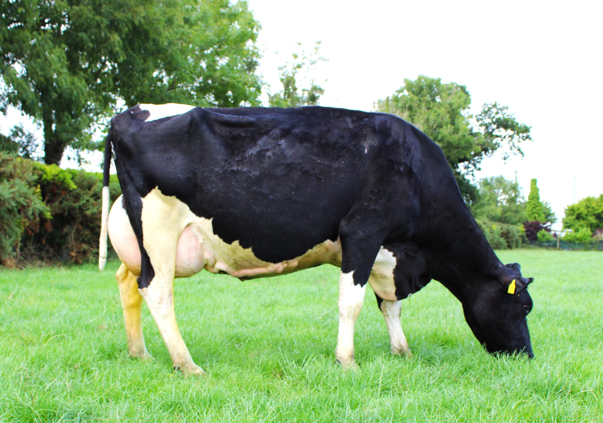 (IG) BARNLAND FLATELY - Progressive Genetics