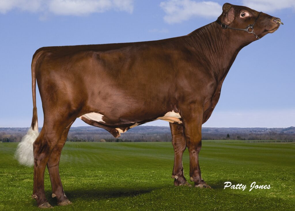 LADY GROVE CONRAD ET - Progressive Genetics