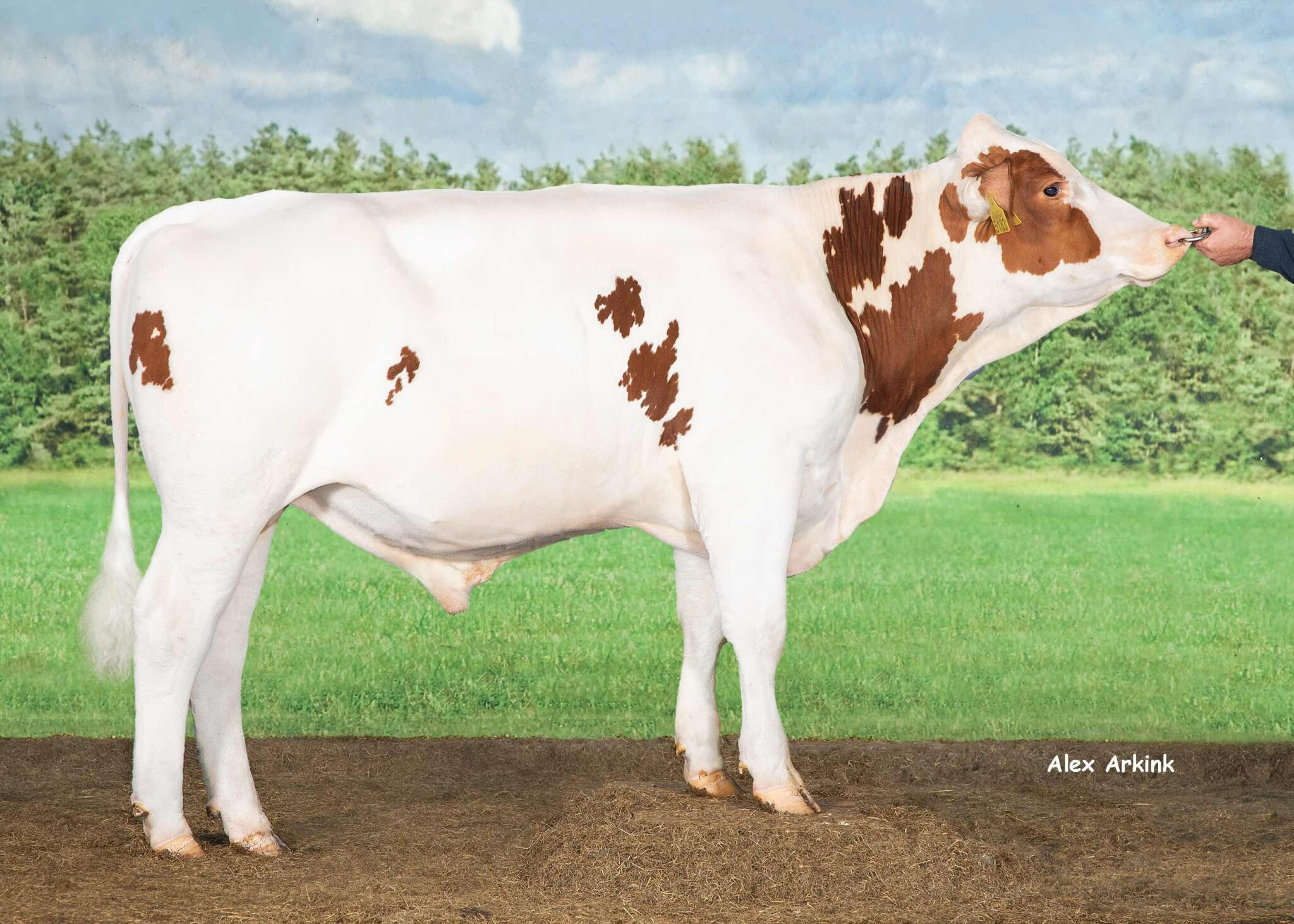 BLIKSEM - Progressive Genetics