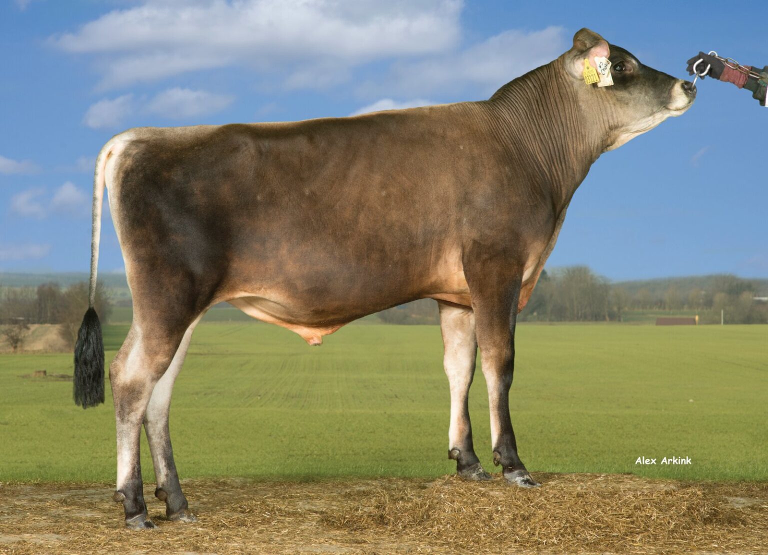 VJ DONGSGAARDEN CHOKO COZY - Progressive Genetics