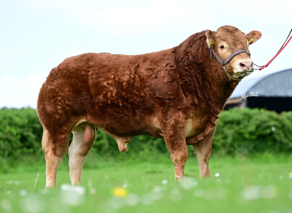 Limousin Archives - Progressive Genetics